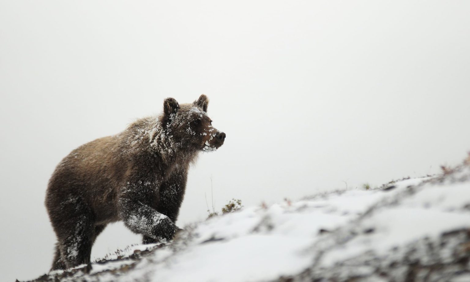 Combine Two Animals With Photoshop – Lucas Cobb